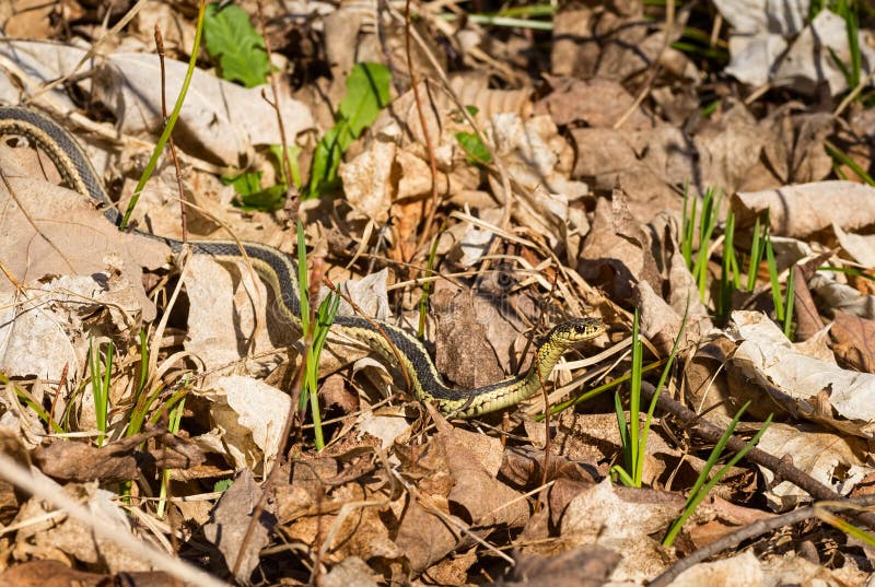 Serpiente de liga imagen de archivo. Imagen de animal - 91325141