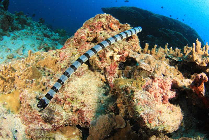 Krait Congregado Del Mar Que Respira Foto de archivo - Imagen de ...