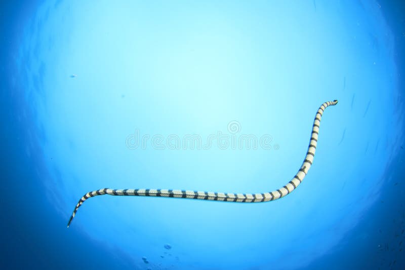 Serpiente De Mar, Filipinas Imagen de archivo - Imagen de rayas, reptil ...