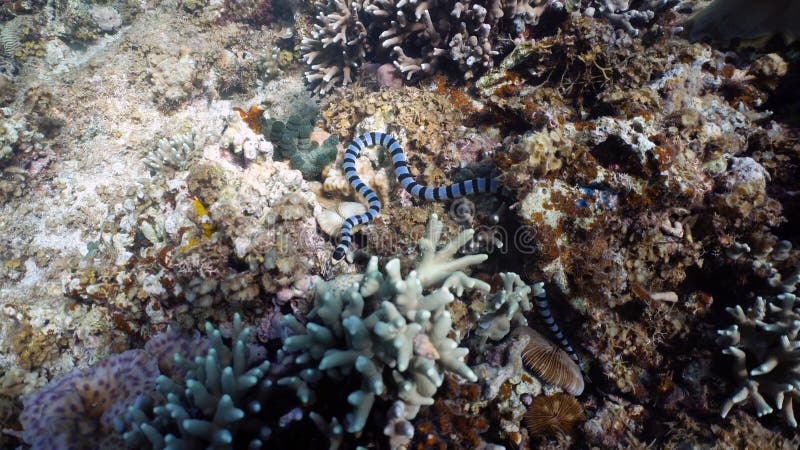 Serpiente De Mar Congregada Imagen de archivo - Imagen de congregado ...