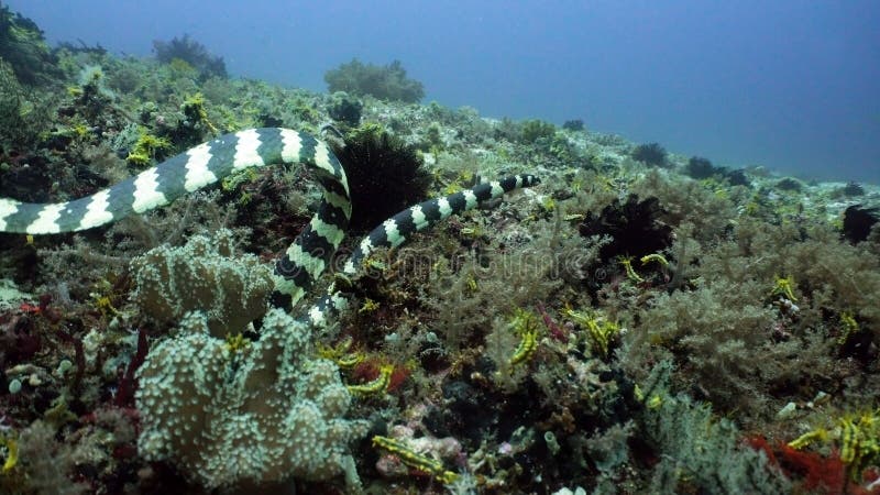Serpiente De Mar Congregada Imagen de archivo - Imagen de reptil ...