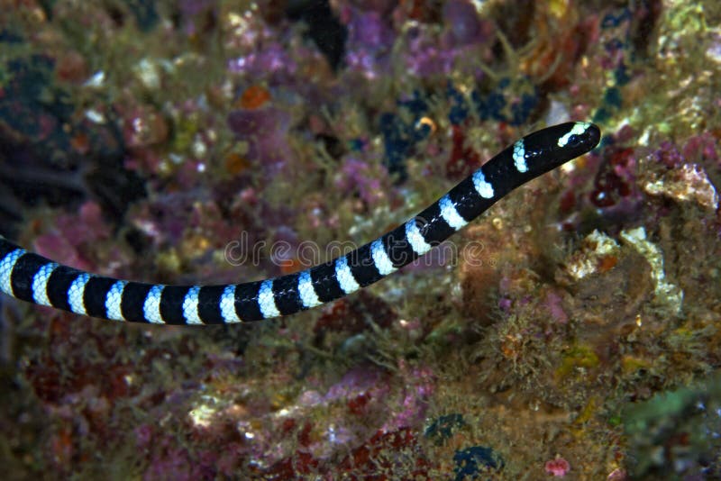 Serpiente De Mar, Filipinas Imagen de archivo - Imagen de anfibios ...