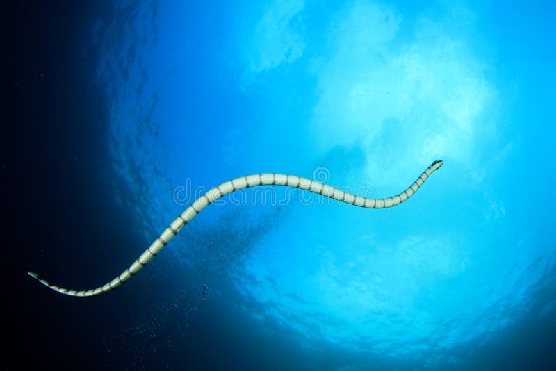 Serpiente De Mar Congregada Imagen de archivo - Imagen de fauna ...