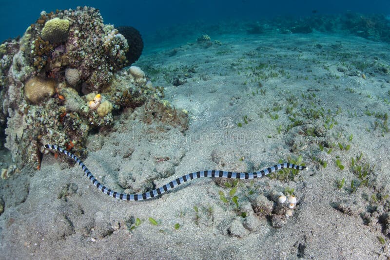 Serpiente De Mar Congregada Que Nada Sobre Coral Del Fuego Imagen de ...