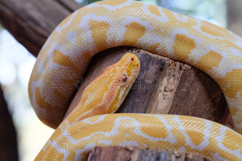 Serpiente de Python imagen de archivo. Imagen de reptil - 95307825