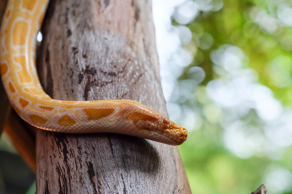 Serpiente de Python foto de archivo. Imagen de fauna - 95307950
