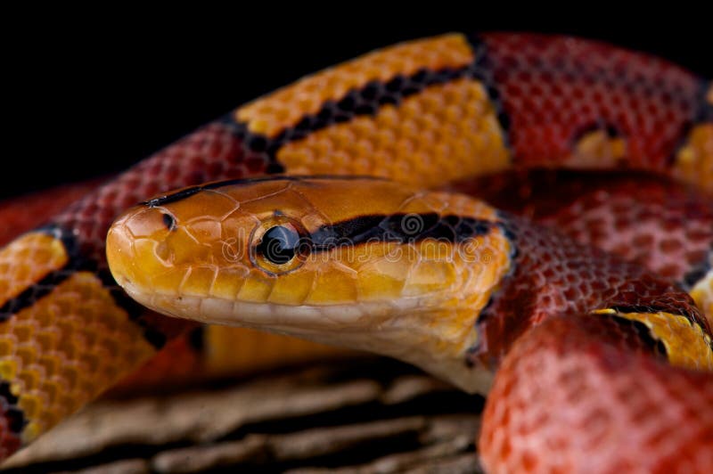 Serpiente De Rata De Bambú Rayada Foto de archivo - Imagen de sumatra ...