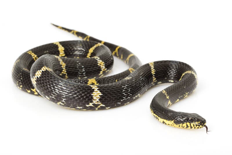 Serpiente de rata rusa foto de archivo. Imagen de negro - 7282642