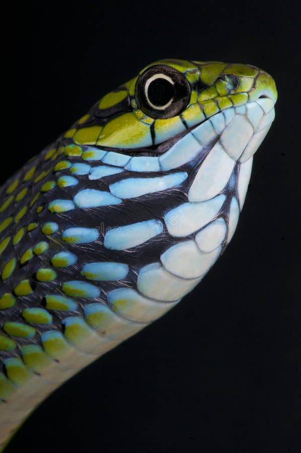 Serpiente Del árbol/jacksonii De Thrasops Imagen de archivo - Imagen de ...