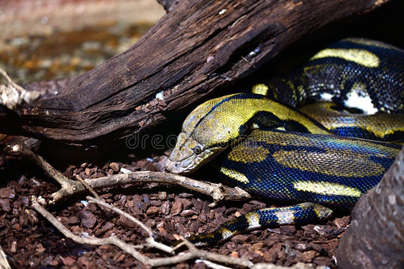 Serpiente Del Constrictor Boa Imagen de archivo - Imagen de reptil ...