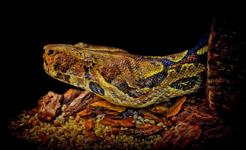 Serpiente Del Constrictor De Boa Foto de archivo - Imagen de ...