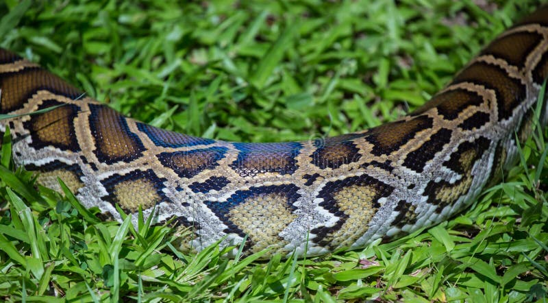 Serpiente Del Constrictor De Boa Foto de archivo - Imagen de detalle ...