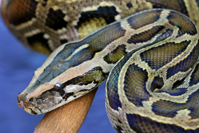 Serpiente del pitón imagen de archivo. Imagen de fauna - 1145921
