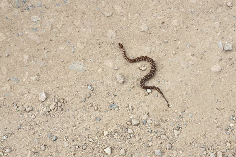 Serpiente Gloydius Halys imagen de archivo. Imagen de cubo - 160951697