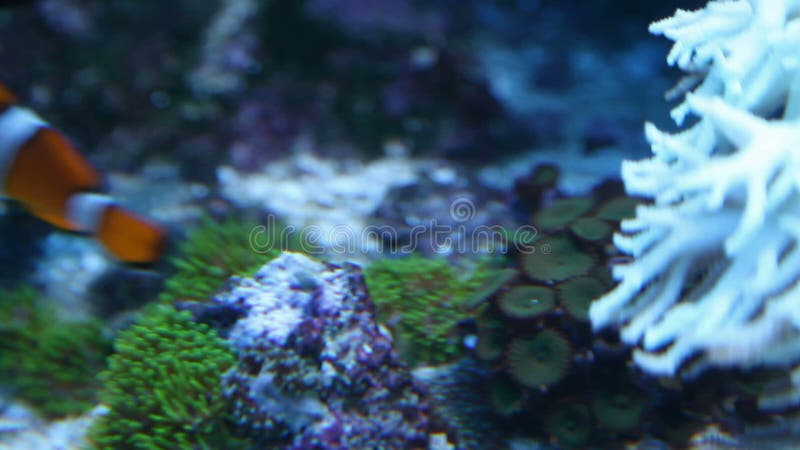 Una Hermosa Serpiente En Medio Del Desierto Natural Muy Maravillosa ...