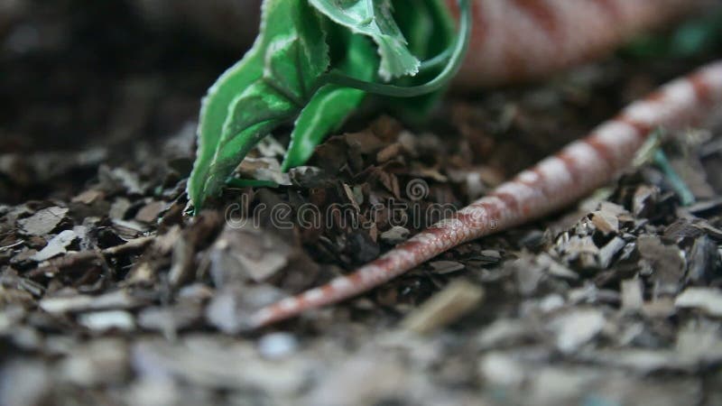 Una Hermosa Serpiente En Medio Del Desierto Natural Muy Maravillosa ...