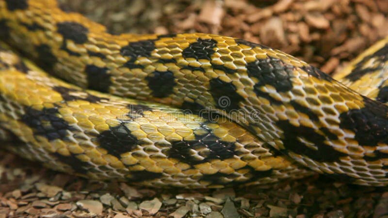 Una Hermosa Serpiente En Medio Del Desierto Natural Muy Maravillosa ...