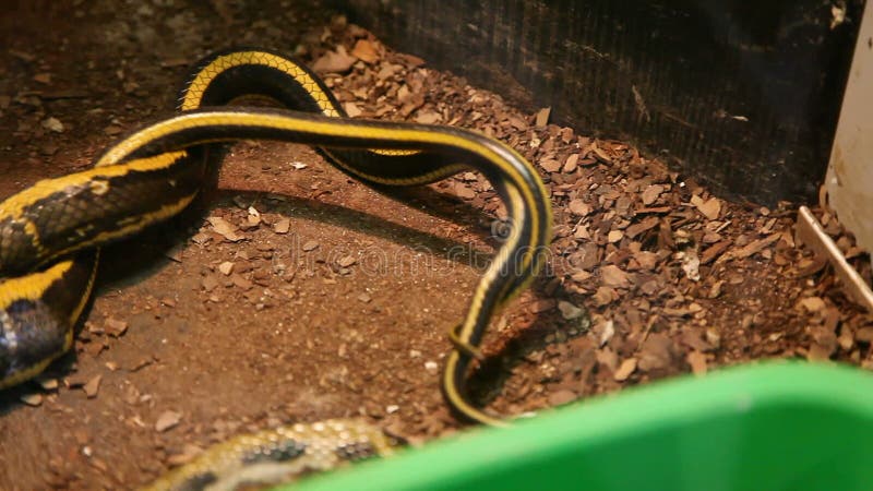 Una Hermosa Serpiente En Medio Del Desierto Natural Muy Maravillosa ...