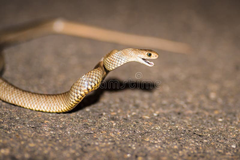 Serpiente marrón oriental foto de archivo. Imagen de mortal - 215885638