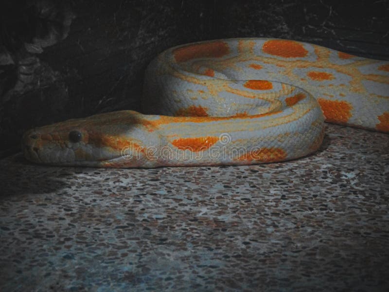 Serpiente Naranja De Fondo Negro Y Blanco Imagen de archivo - Imagen de ...