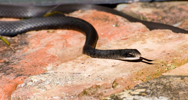 28,807 Serpiente Negra Fotos de stock - Fotos libres de regalías de ...