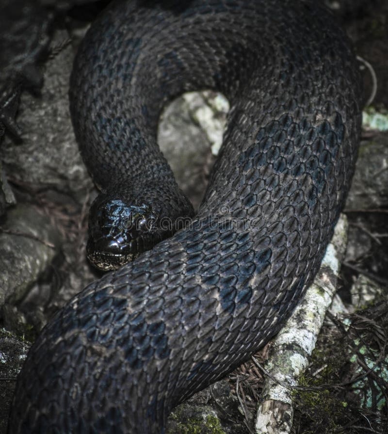 Serpiente negra imagen de archivo. Imagen de bichos, escalas - 36894511