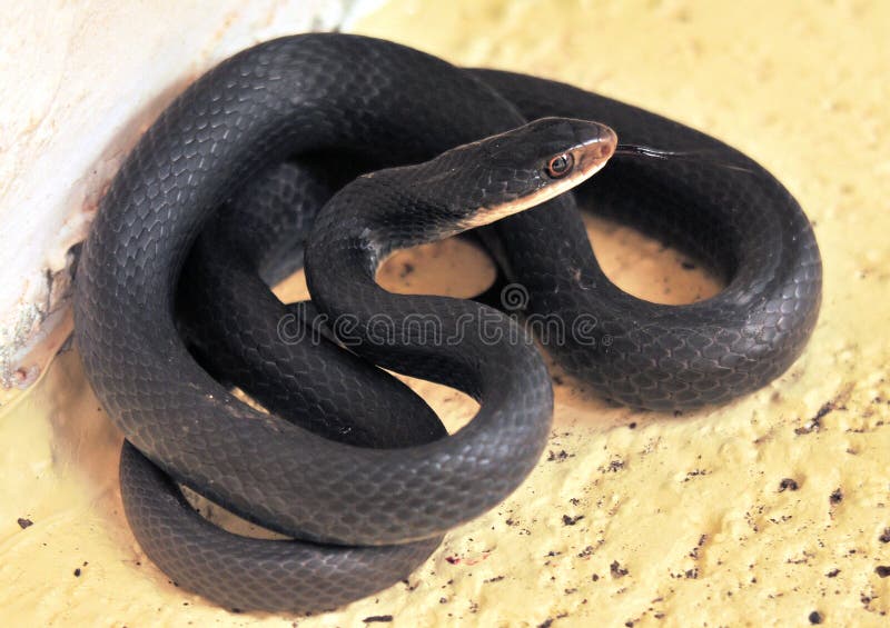Serpiente negra imagen de archivo. Imagen de humedales - 45011347