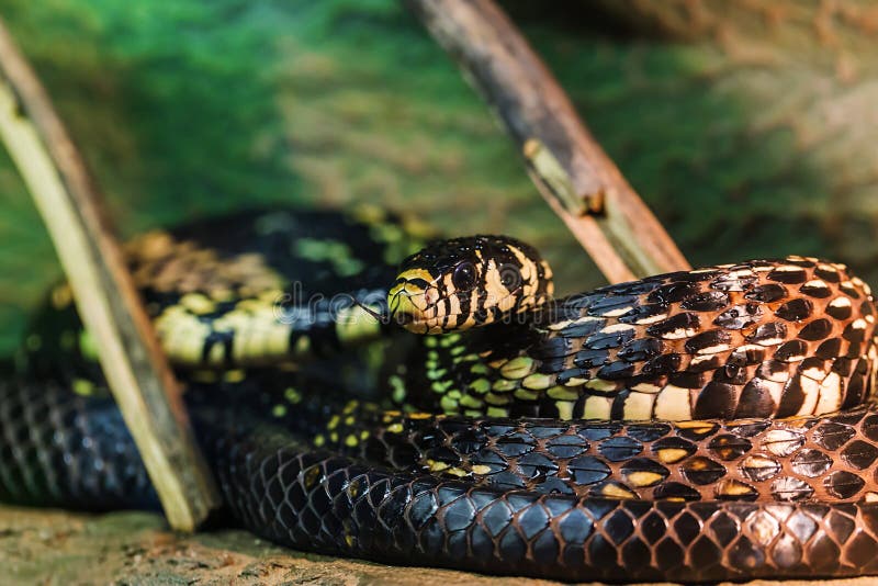 1,576 Serpiente Negra Fotos - Libres de Derechos y Gratuitas de Dreamstime