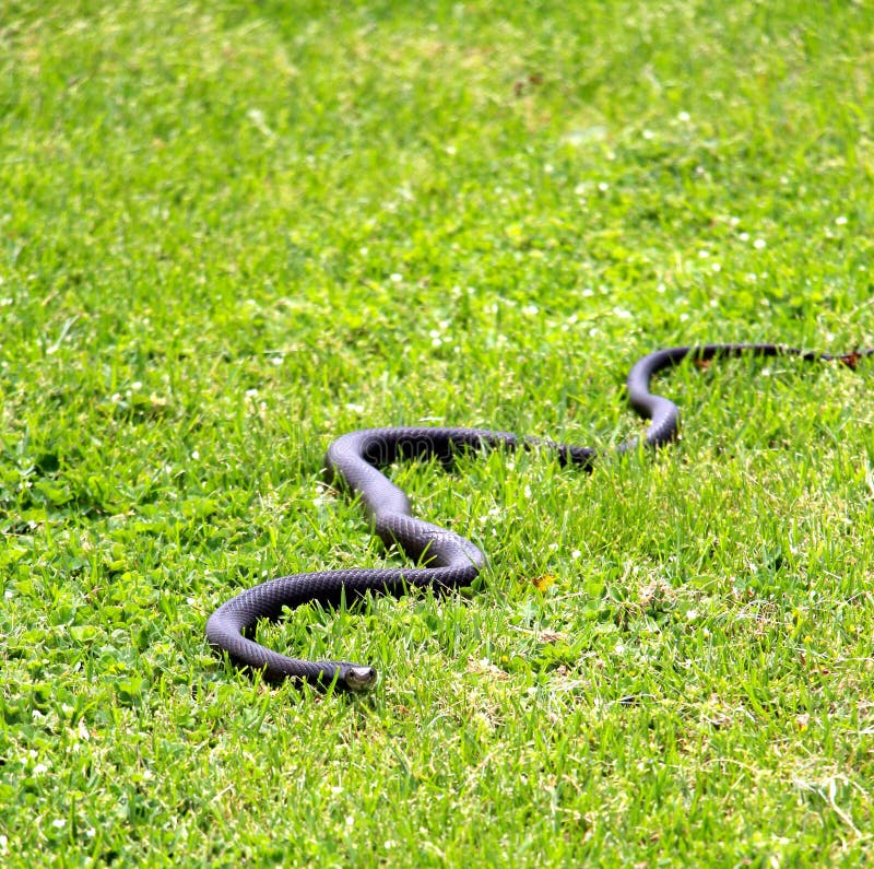 28,807 Serpiente Negra Fotos de stock - Fotos libres de regalías de ...