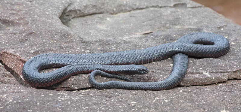 Serpiente Negra Hinchada Rojo Imagen de archivo - Imagen de reptiles ...