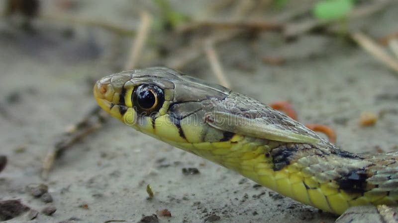 Serpientes Inofensivas En El Bosque, Serpiente Del Bosque Del Primer ...