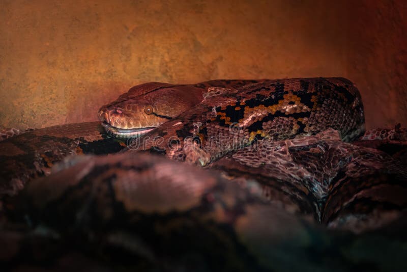 Serpiente Python Reticulada Imagen de archivo - Imagen de animal ...