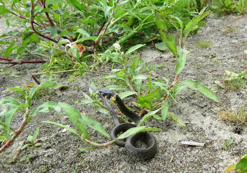 285 Serpiente Que Ataca Fotos de stock - Fotos libres de regalías de ...