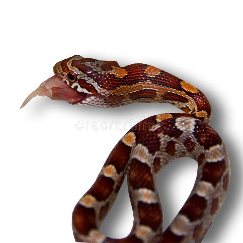 Serpiente Que Come El Ratón Foto de archivo - Imagen de boca, salir ...