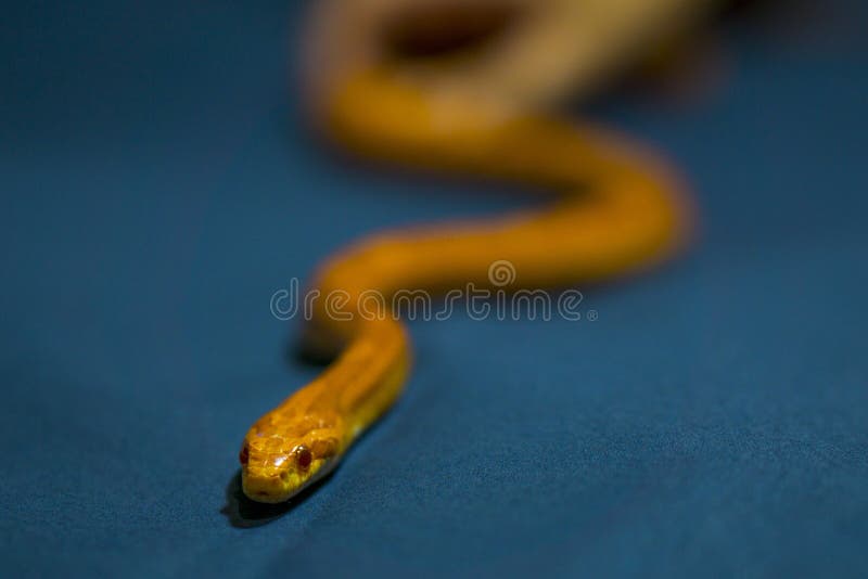 Serpiente Rayada Amarilla En Fondo Azul Marino Imagen de archivo ...