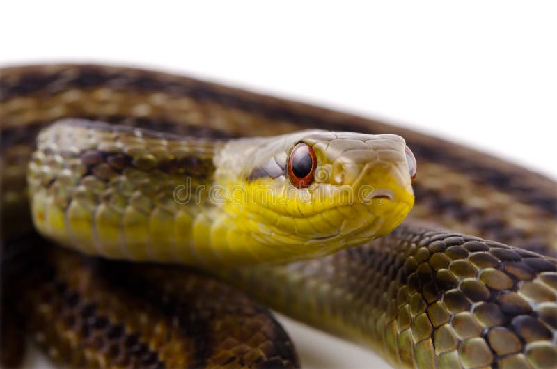 Serpiente rayada japonesa imagen de archivo. Imagen de aislado - 26476473