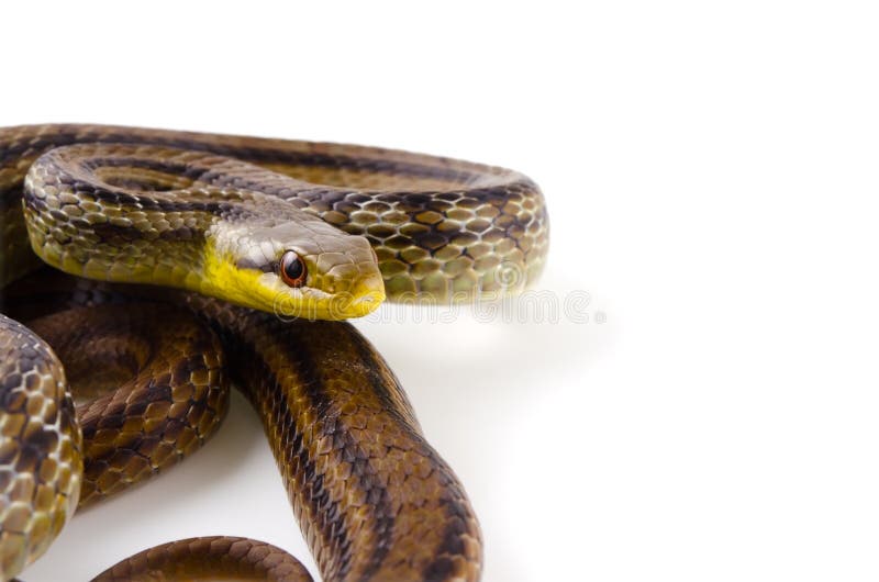 Serpiente rayada japonesa imagen de archivo. Imagen de reptiliano ...