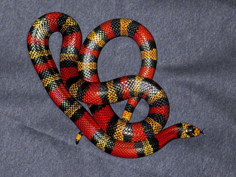 Serpiente Rayada Roja Y Amarilla En Fondo Gris Imagen de archivo ...