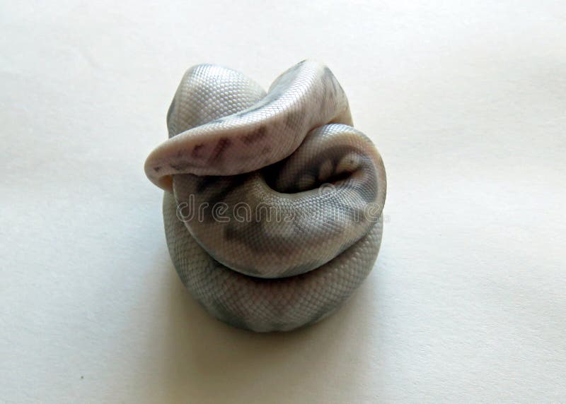 Serpiente Real/de La Bola Del Pitón Del Bebé Foto de archivo - Imagen ...