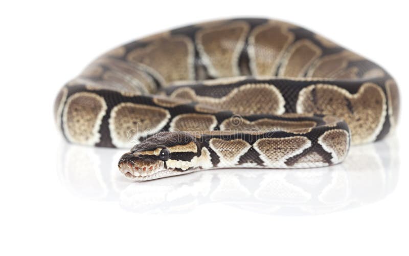 Pitón Real En El Fondo Blanco Foto de archivo - Imagen de vertebrado ...