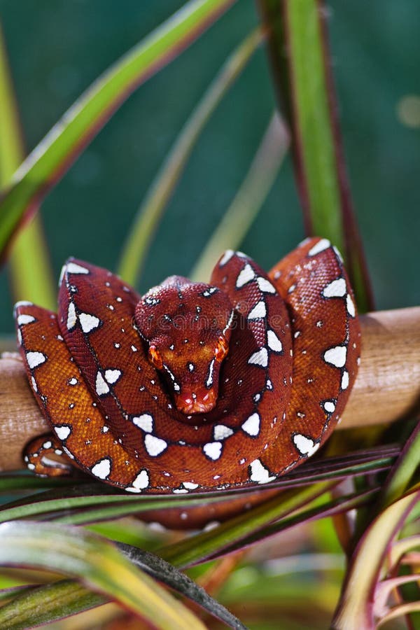 Serpiente roja foto de archivo. Imagen de juvenil, verde - 57239638