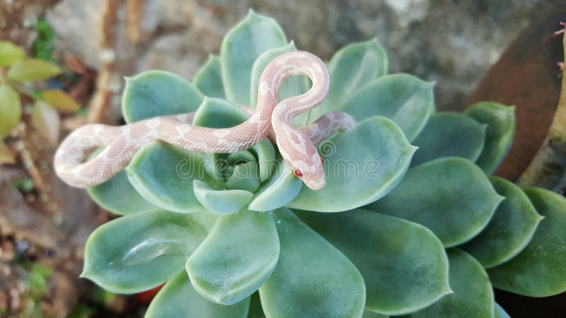 Serpiente Rosada En El Suculent Imagen de archivo - Imagen de cobra ...