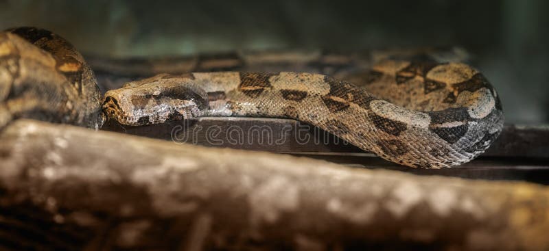 Serpiente Serpiente Seropositiva Boa Fotografía editorial - Imagen de ...