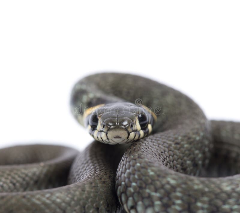 Serpiente sobre blanco imagen de archivo. Imagen de deslizar - 260763167