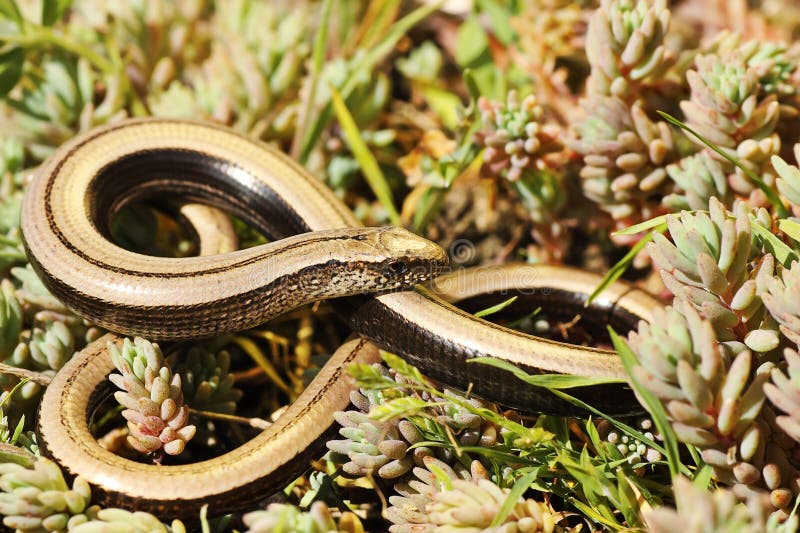 Serpiente sorda integral imagen de archivo. Imagen de exterior - 135512301