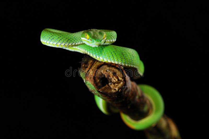 SERPIENTE VERDE foto de archivo. Imagen de bosque, endangered - 10407716