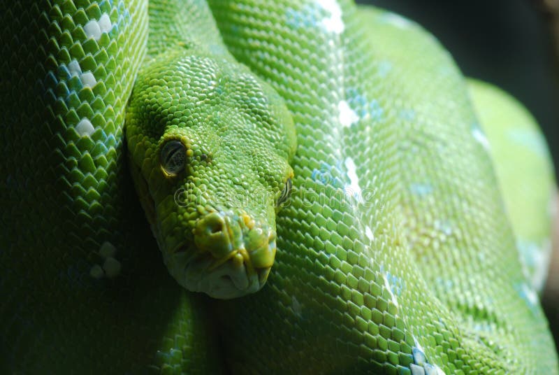 Serpiente Verde imagen de archivo. Imagen de venenoso - 11966257
