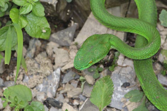 Serpiente verde imagen de archivo. Imagen de verde, serpiente - 132308493