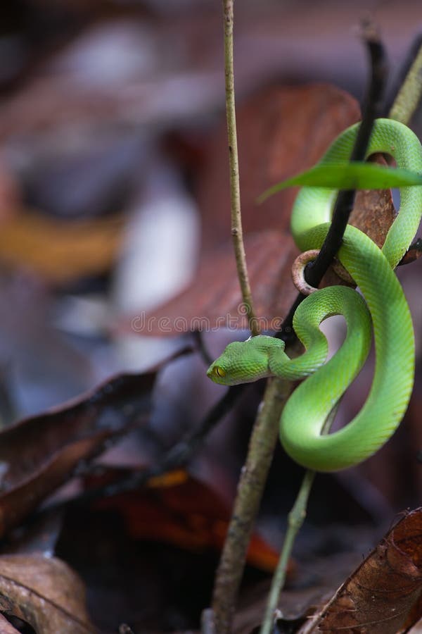 Serpiente Verde En Selva Tropical Imagen de archivo - Imagen de bosque ...