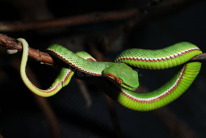 SERPIENTE VERDE imagen de archivo. Imagen de peligro, endangered - 6008499